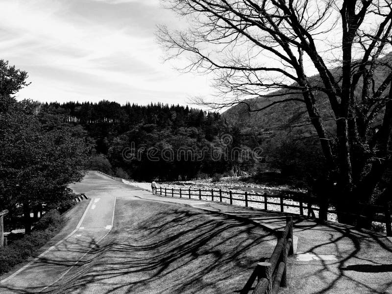 Black tree stock photo. Image of tree, blackandwhite - 101986928