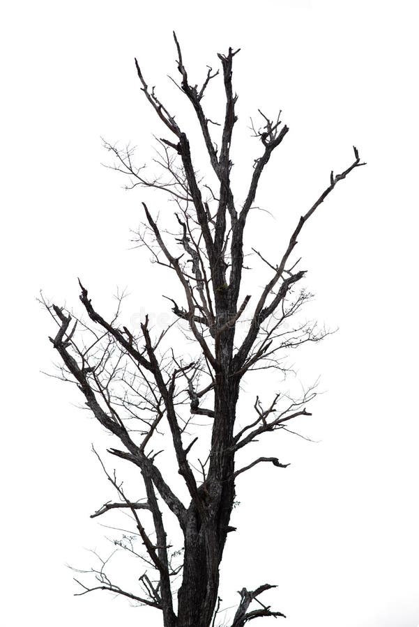 Dead Tree Silhouette Png