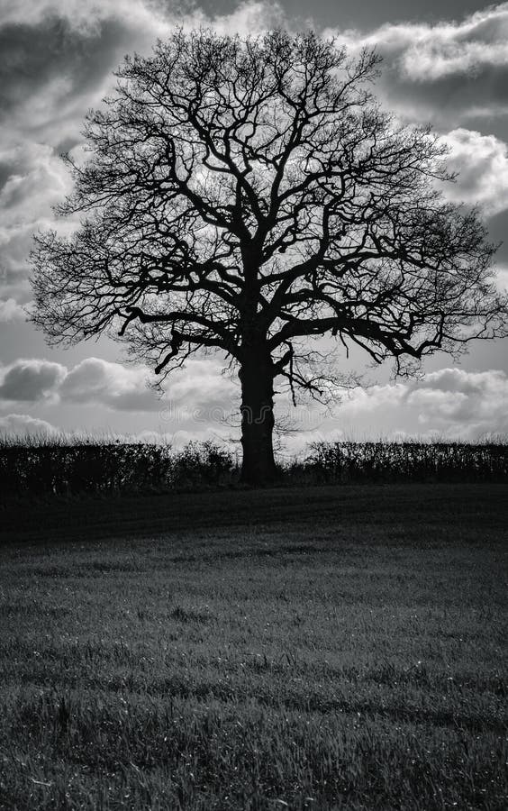 Black tree stock photo. Image of dreamlike, cold, leaf - 67168696