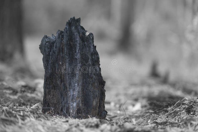 Black Tree Stump after Forest Fire Stock Photo - Image of tree ...