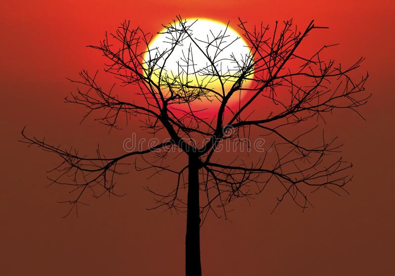 Black tree sunrise stock photo. Image of depressive, decorate - 90536686