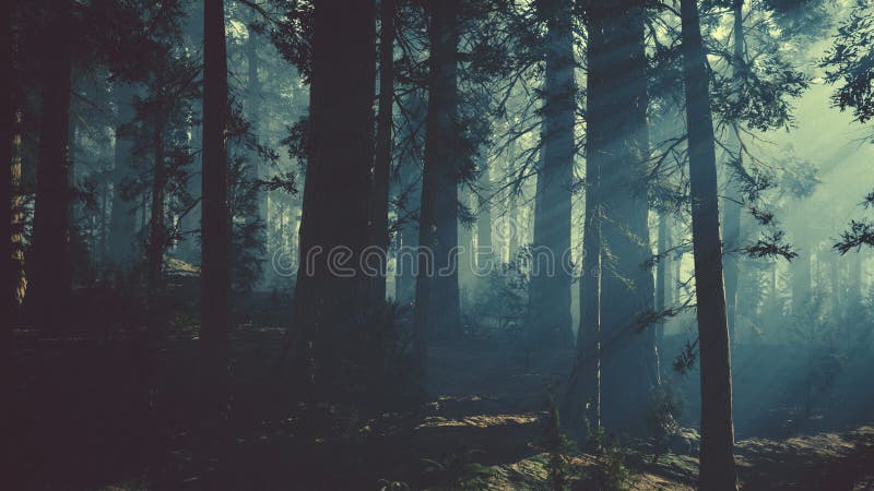 Black Tree Trunk in a Dark Pine Tree Forest Stock Photo - Image of evil ...