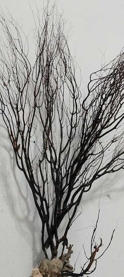 The black tree in the wall stock photo. Image of white - 374005942