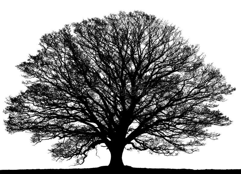 Tree Cartoon Black White Stock Illustrations – 72,894 Tree Cartoon ...