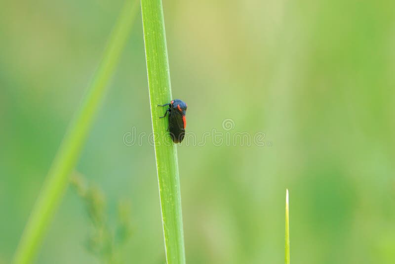 Black treehopper stock photo. Image of umbonia, wildlife - 242656566