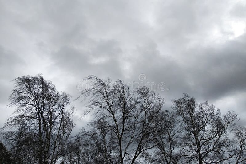 Black Trees with Bare Branches without Leaves Bent Under Strong Wind in ...