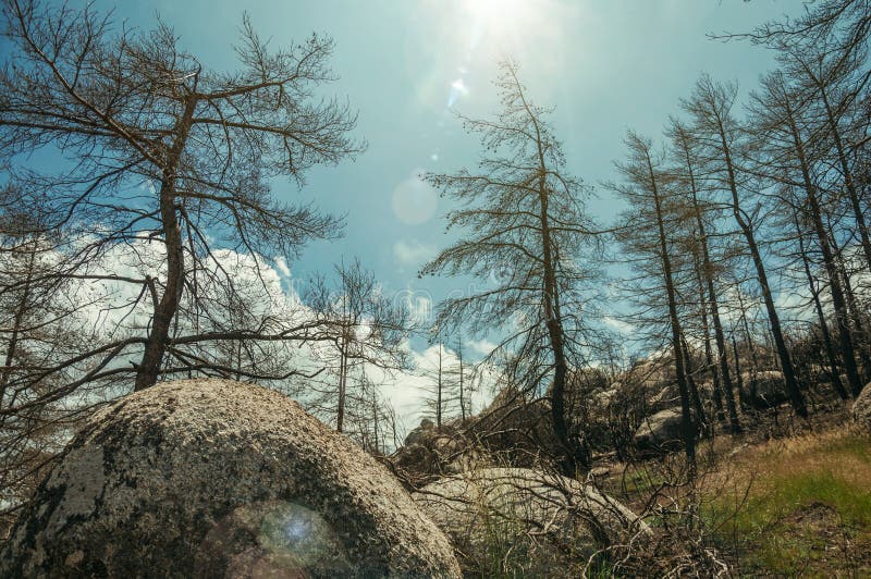 Black Trees in a Burnt Forest Over Rocky Landscape Stock Photo - Image ... Black Trees in a Burnt Forest Over Rocky Landscape Stock Photo - Image ...