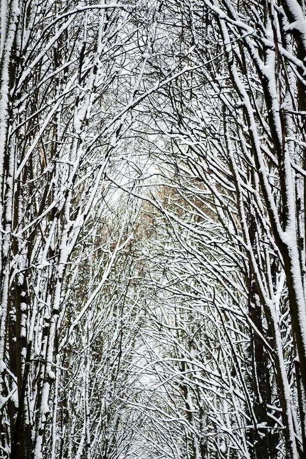 Black Trees Covered by White Snow in Winter, Abstract Background. Stock ...