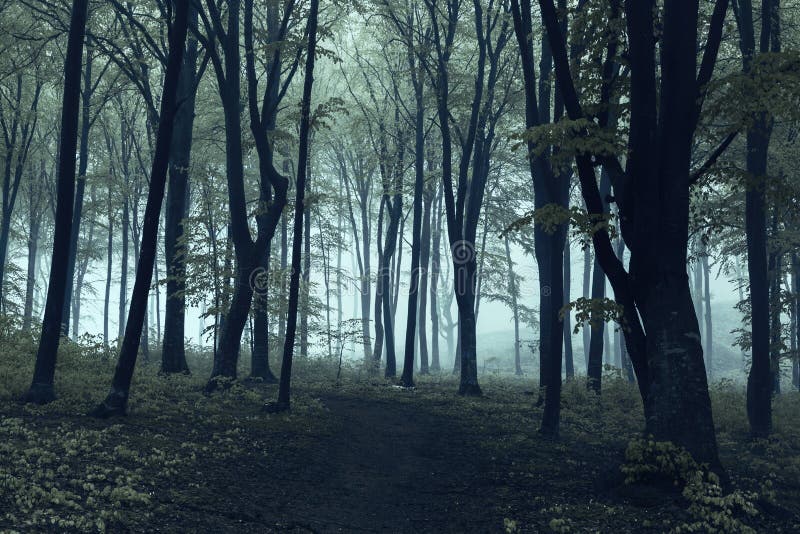 Black Trees into Creepy Forest Stock Photo - Image of picturesque ...