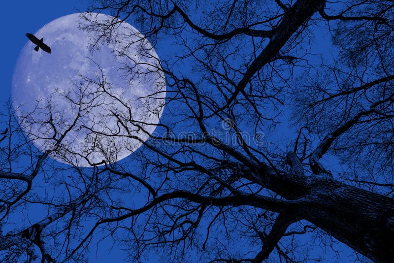 Trees and Flying Bird and Big Moon Stock Image - Image of dawn, growth ...