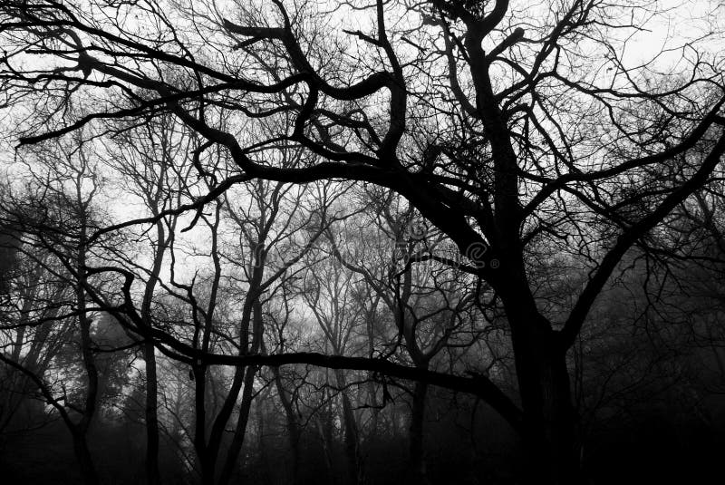 Black trees stock photo. Image of black, trees, depression - 46403978