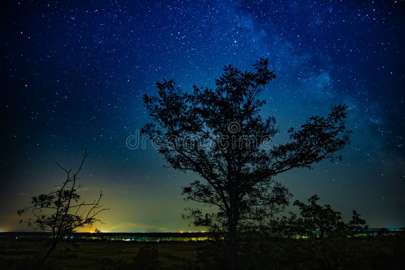 Trees in Front of Starry Sky Stock Image - Image of blue, illumination ...