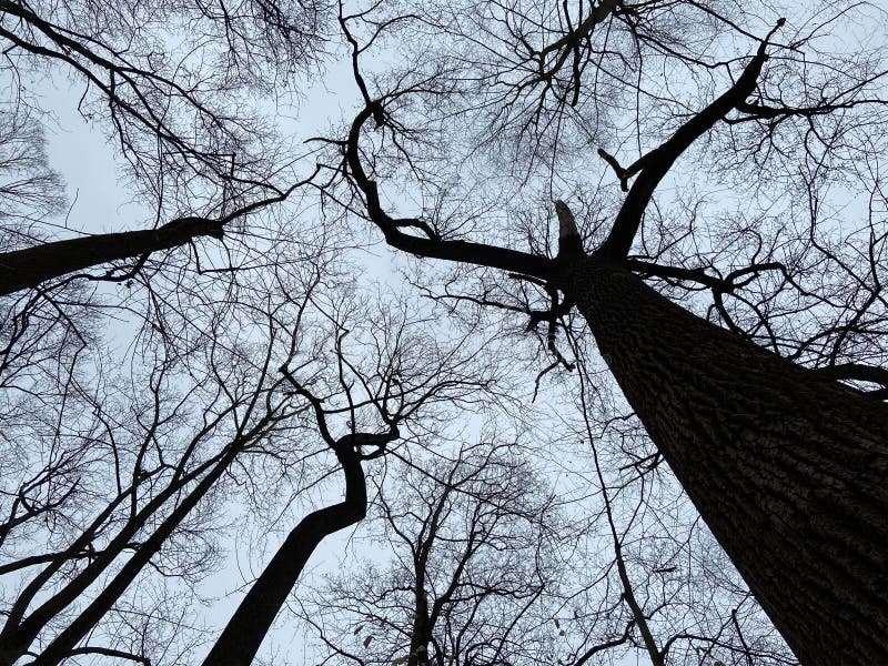 Black Trees Against Purplish Night Sky by Full Moon Mystic Scene Stock ...
