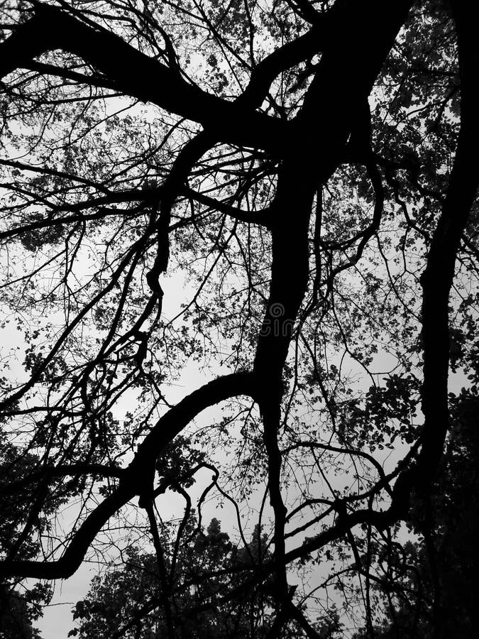 Black trees in the park stock photo. Image of dark, leafs - 183396636