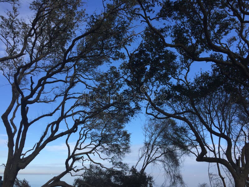 Black trees stock image. Image of tree, black, painting - 142763525