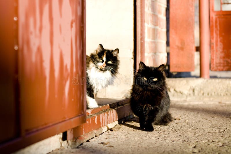 Black and Tri-color Cat Sitting in the Yard on a Day Stock Image ...