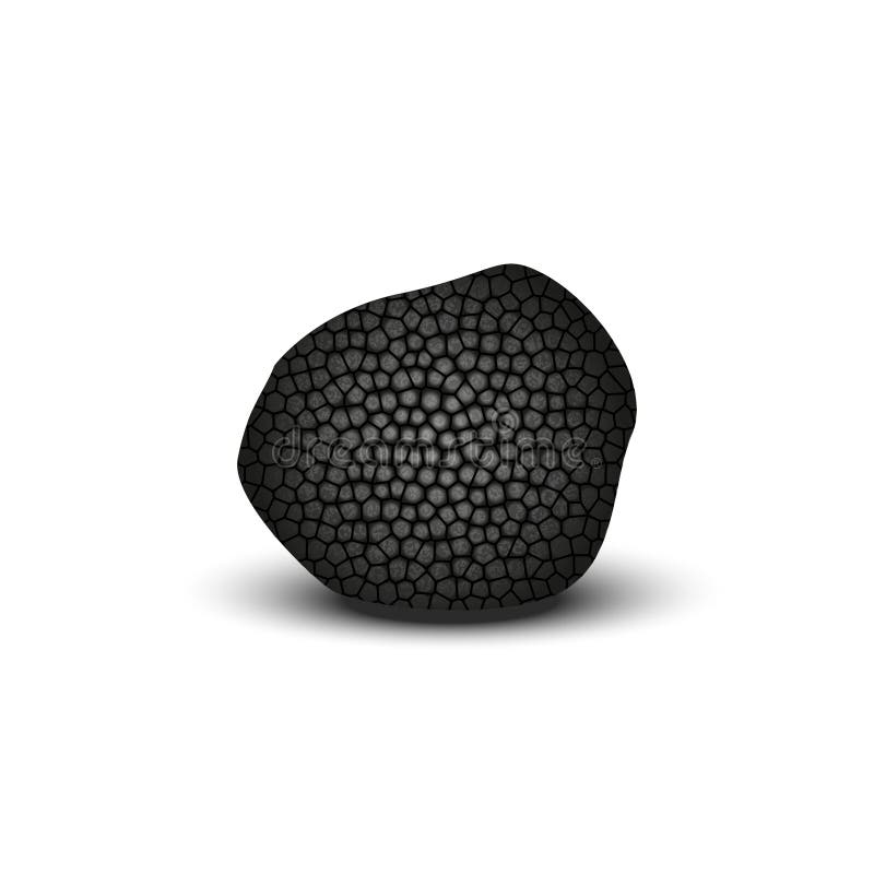Black Truffle Isolated White Stock Illustrations – 814 Black Truffle ...