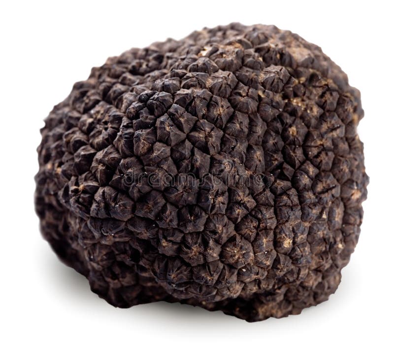 Black Truffle on a White Background. Stock Photo - Image of mushrooms ...
