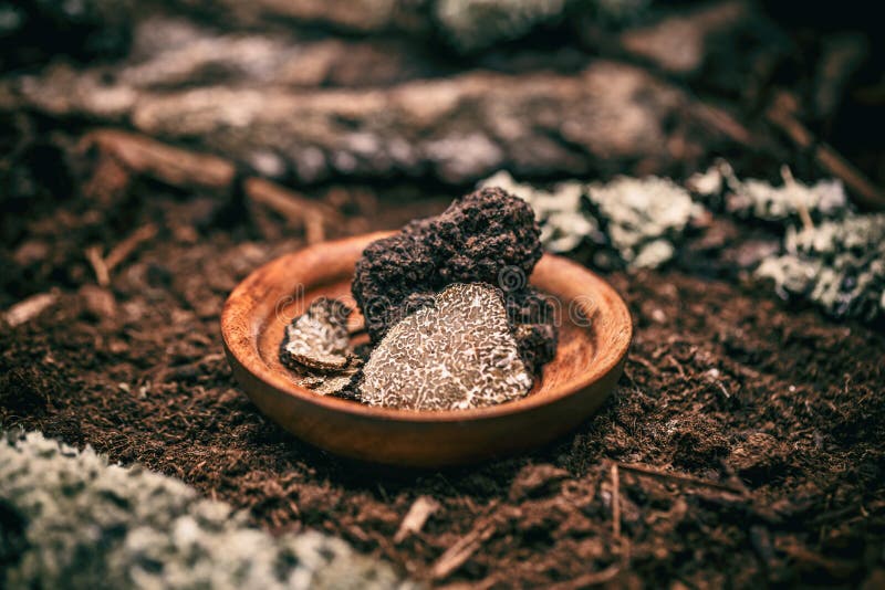 Black truffles stock image. Image of food, aestivum, rare - 21679301