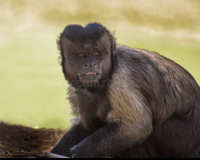 Capuchin Monkey Smile
