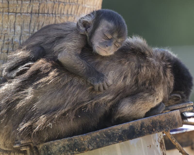 Black Tufted Capuccin Monkey Stock Photo - Image of carolgray ...