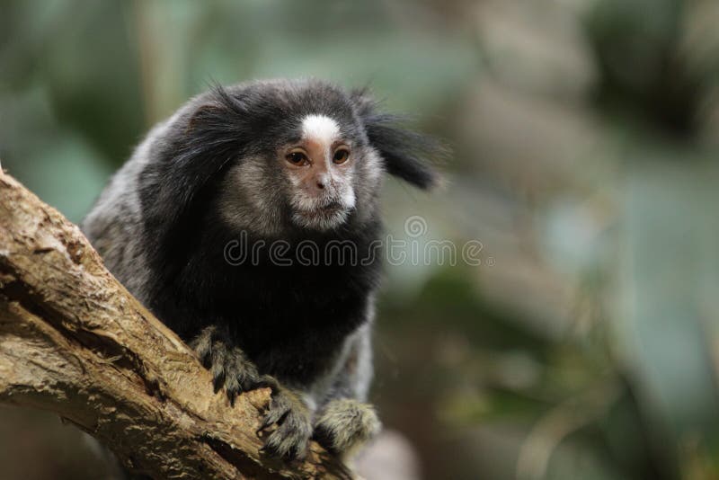 Silvery Marmosets (Callithrix Argentata) Stock Image - Image of monkey ...