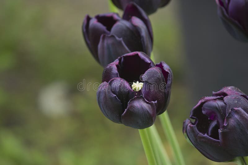 A black tulip close-up stock photo. Image of tulip, black - 271336962