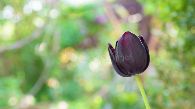 Black tulip stock photo. Image of colour, tulips, black - 16242684