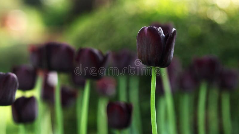 Black tulip stock image. Image of fragility, nature, flowers - 9321373