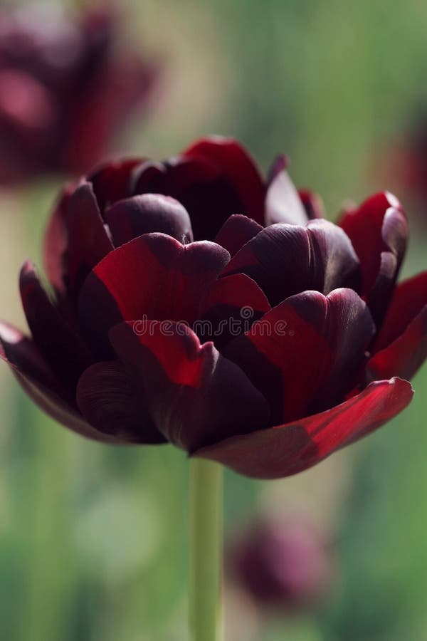 Black tulips in the feild stock image. Image of macro - 149582849