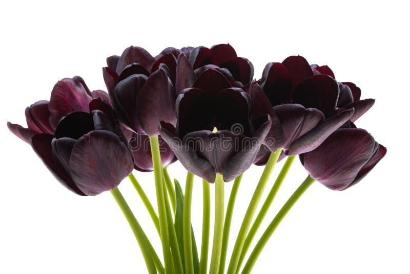 Black tulips isolated stock image. Image of tulip, purple - 218993067