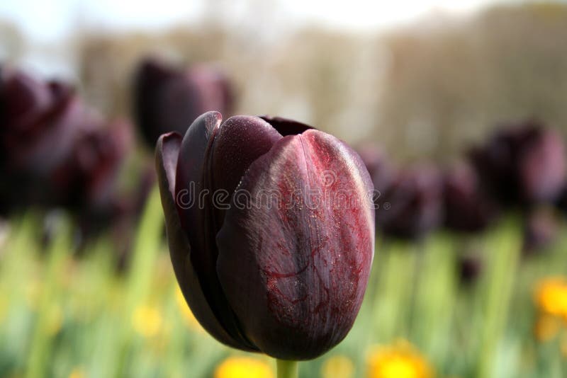 Black Tulips and Trees stock photo. Image of tulip, perennial - 2463102