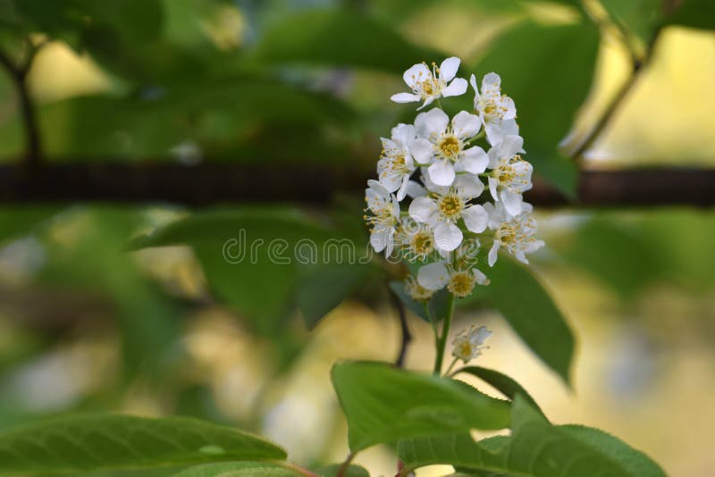 Tupelo Flower Photos - Free & Royalty-Free Stock Photos from Dreamstime