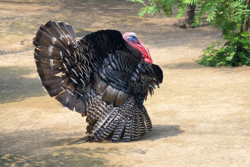 Black turkey stock photo. Image of face, male, beautiful - 42119990