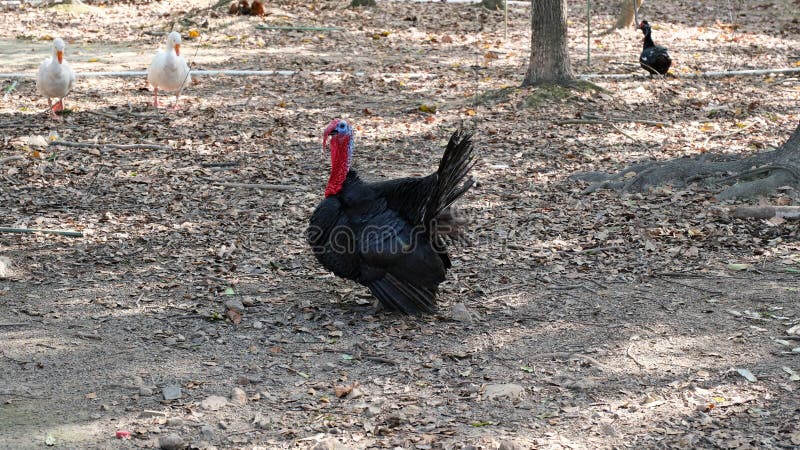 A Black Turkey stock image. Image of shining, wing, ducks - 375075987