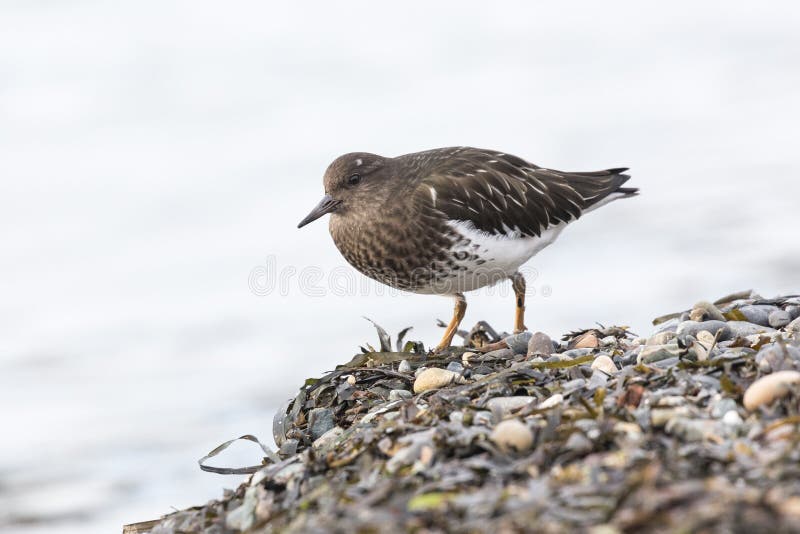Turnstone bird stock image. Image of interpres, chicks - 45479477