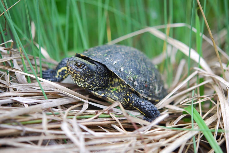 Black turtle stock photo. Image of natural, tortoise - 14620022