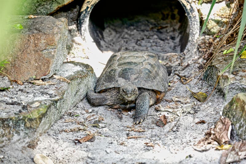 Black Turtle Naples Zoo Florida Stock Photo - Image of naples, florida ...