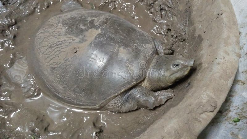 Black turtle kept in mud stock image. Image of worship - 173975037