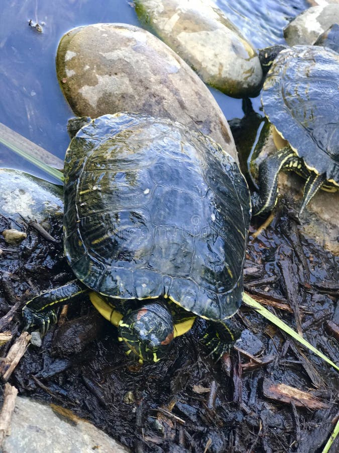 Turtle Sunbathing On Rock Picture. Image: 1401929