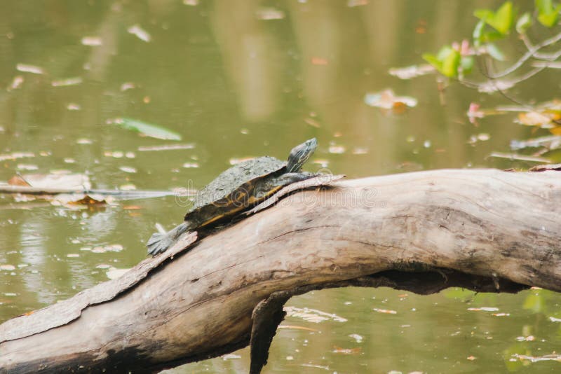 Turtle on tree stump stock image. Image of swamp, wildlife - 14421567