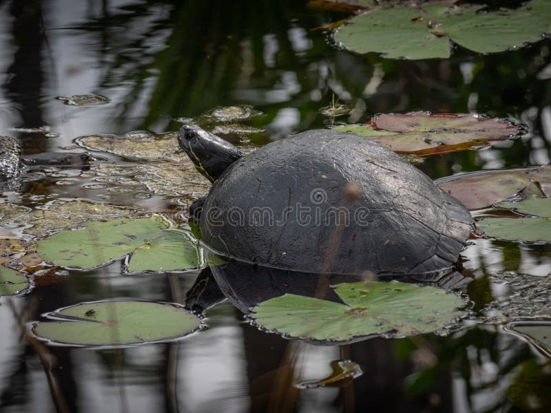 Black turtle in water stock photo. Image of wood, eyes - 212196010