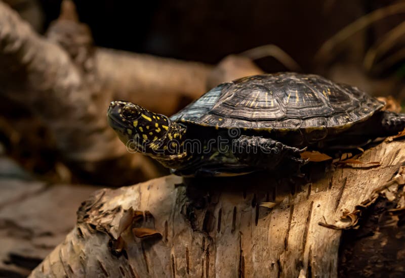 Black Turtle with Yellow Spots Stock Image - Image of closeup, aquatic ...
