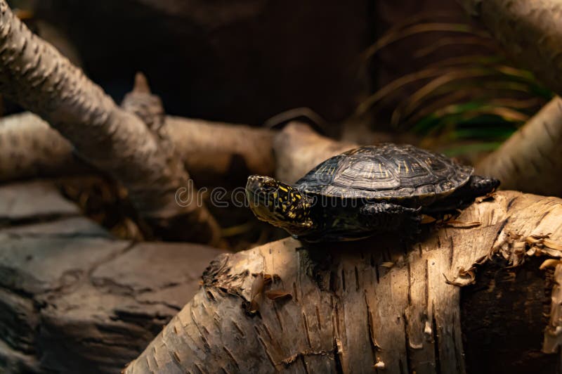 Black Turtle with Yellow Spots Stock Image - Image of pond, reptilian ...