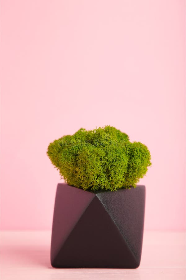 Black Vase with Stabilized Moss on Pink Background. Eco Design Interior ...