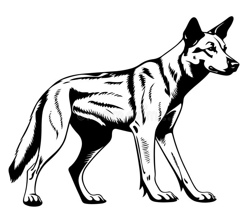 Drawing of a Dingo stock vector. Illustration of cute - 299643868