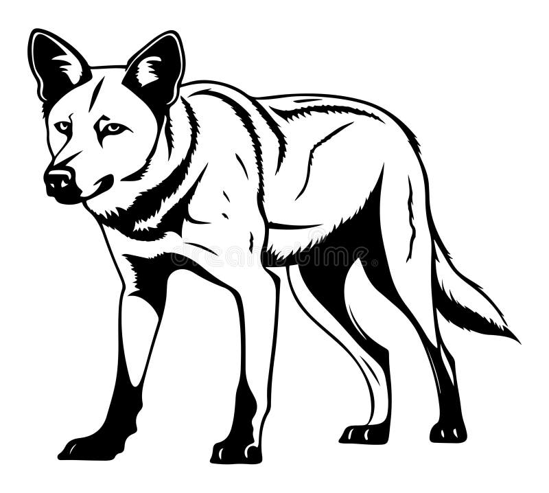 Wild Dog, Dingo Breed Isolated Sketch, Australian Animal Stock Vector ...