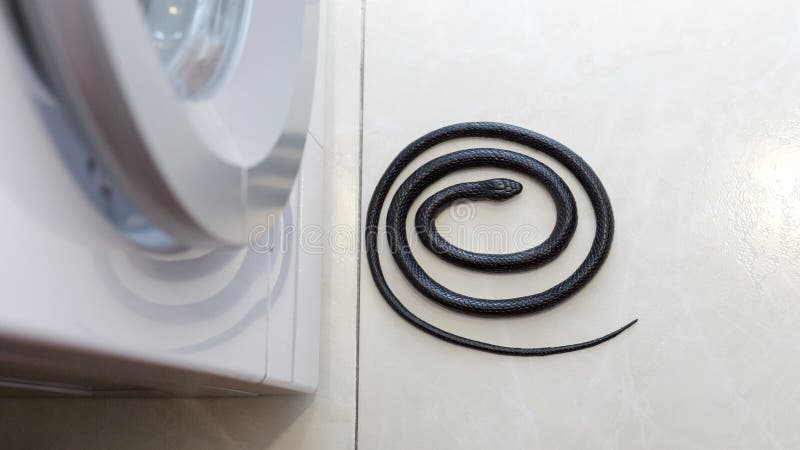 A Black Venomous Snake Near a Washing Machine Bathroom Stock Photo ...