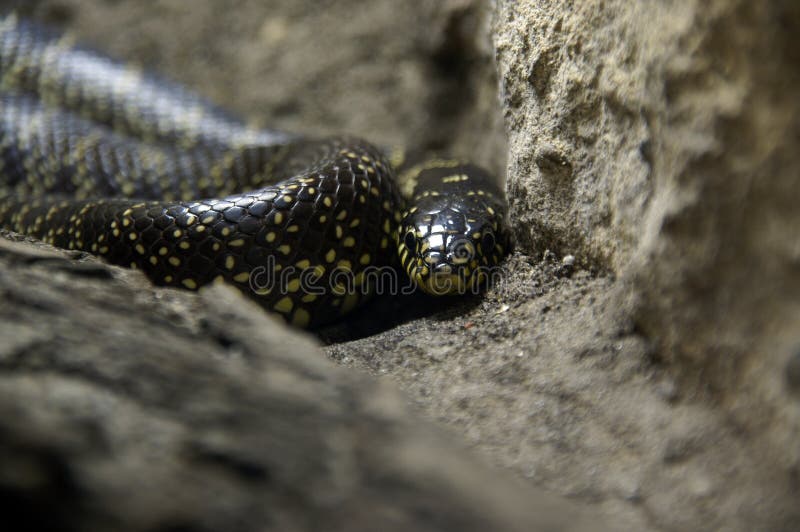 Black viper stock image. Image of reptilian, scales, black - 1372293