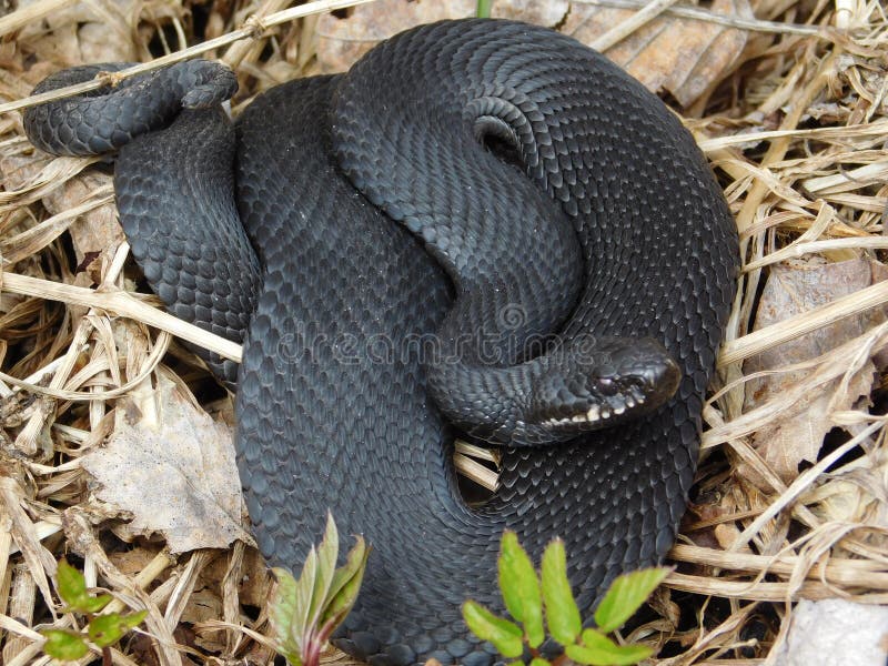 Black Viper stock image. Image of snake, animals, black - 91992385